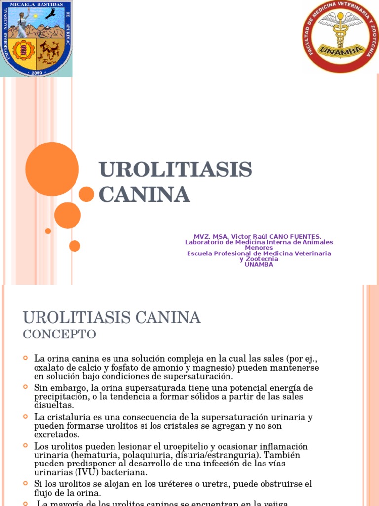 4 Urolitiasis Canina Lgunan | PDF | Vejiga urinaria | Orina