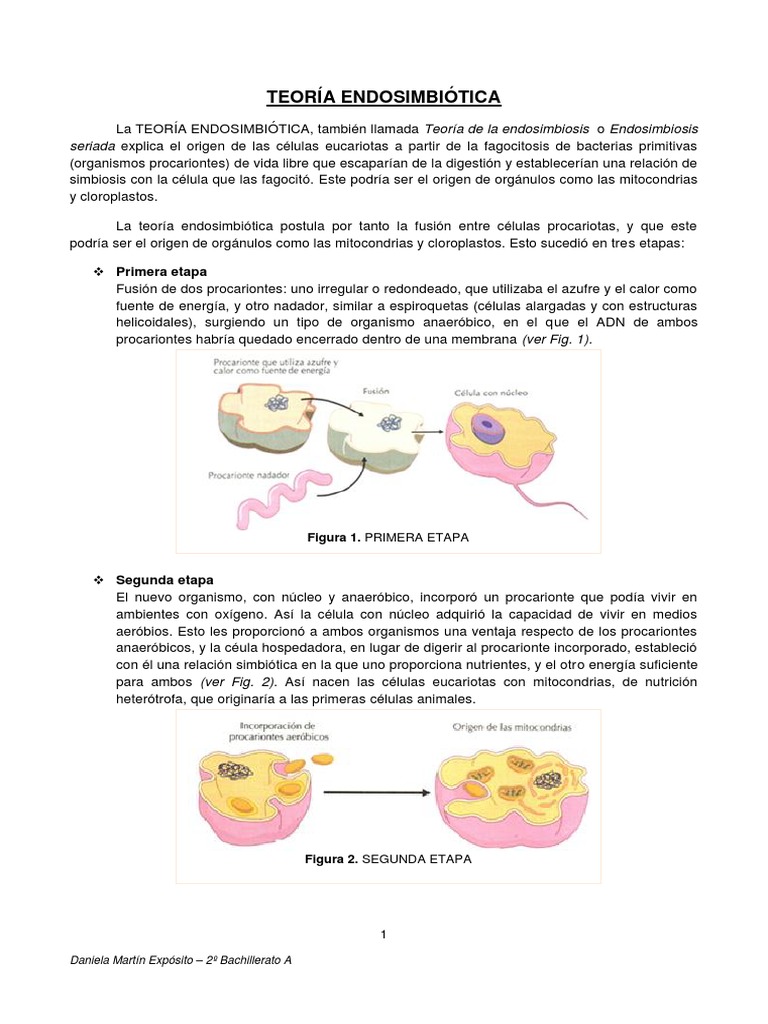 Teoría Endosimbiótica | PDF | Las bacterias | Procariota