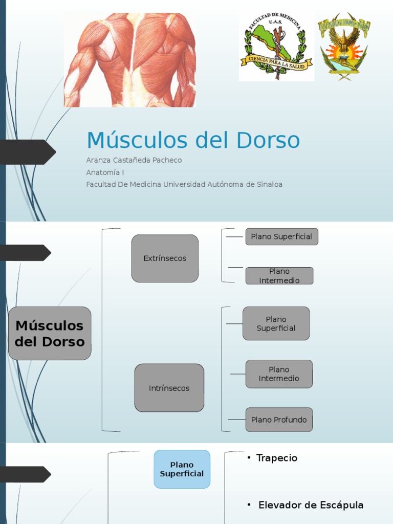 Músculos Del Dorso | La columna vertebral | Sistema musculoesquelético