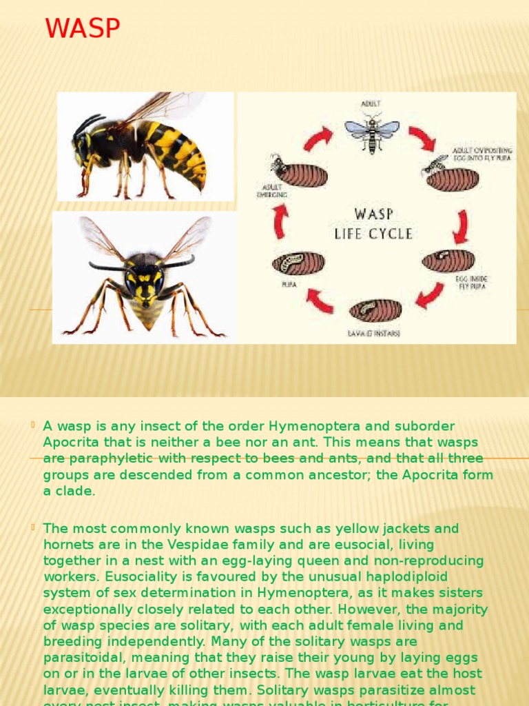 Facts About Wasps and Their Role in Nature | PDF | Wasp | Ant
