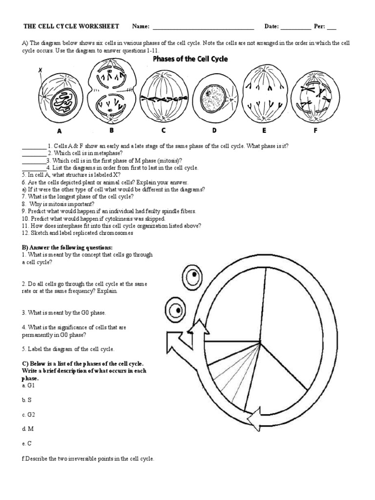 Cell Cycle Diagram Worksheet
