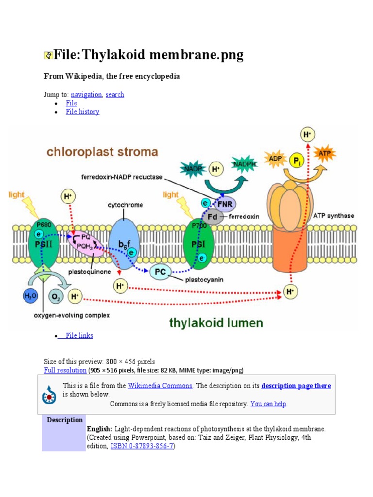File:Thylakoid Membrane - PNG: From Wikipedia, The Free Encyclopedia ...