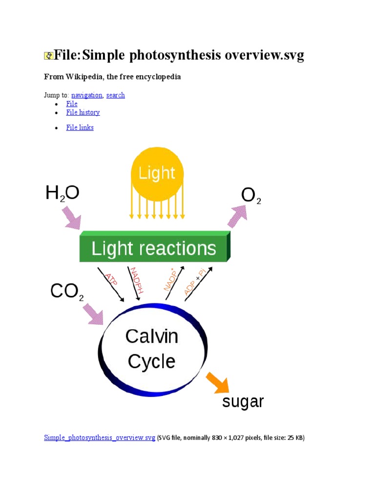 Simple Photosynthesis Overview | PDF | Intellectual Works | Free Content