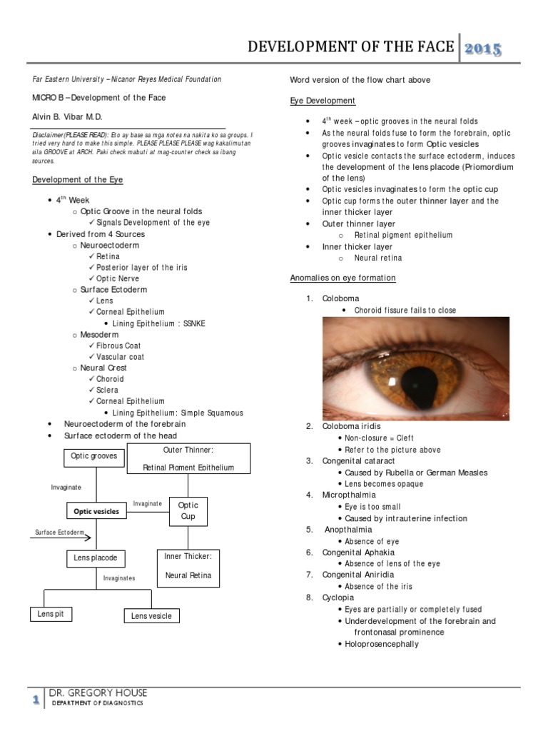 Development of The Face 2015 PDF | PDF | Ear | Human Head And Neck