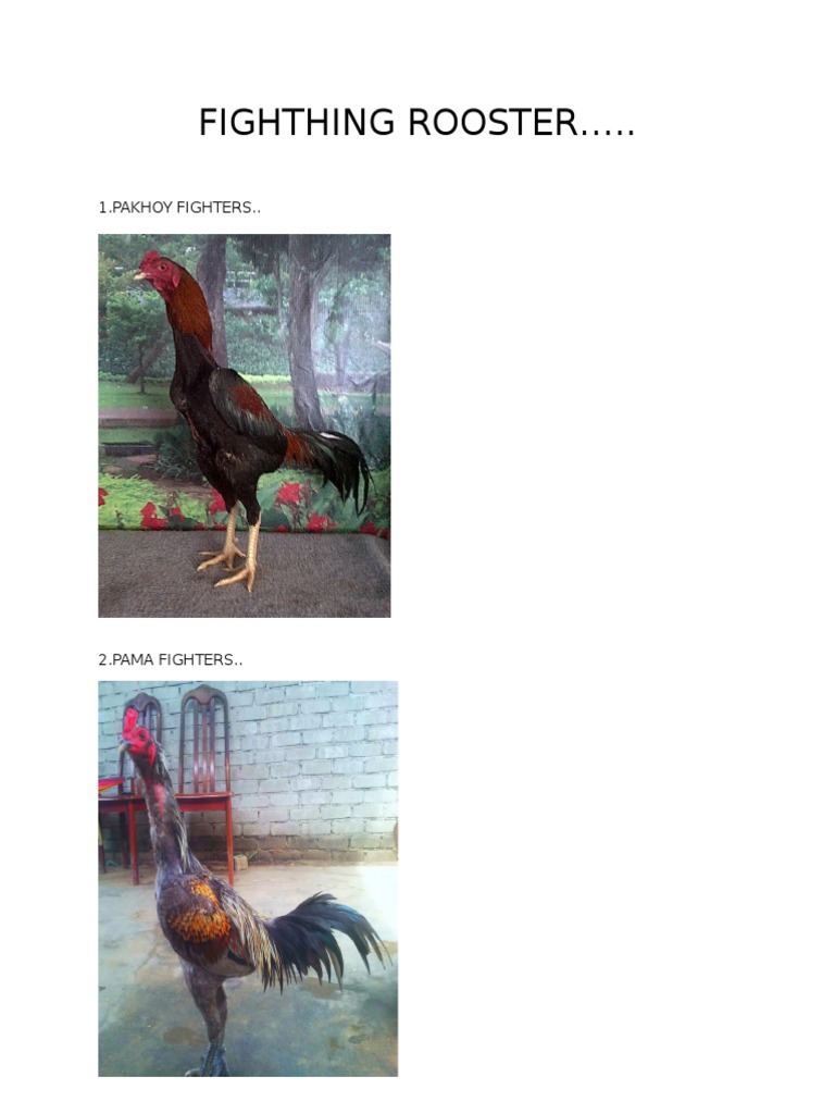 Fighthing Rooster ..: 1.pakhoy Fighters. | PDF