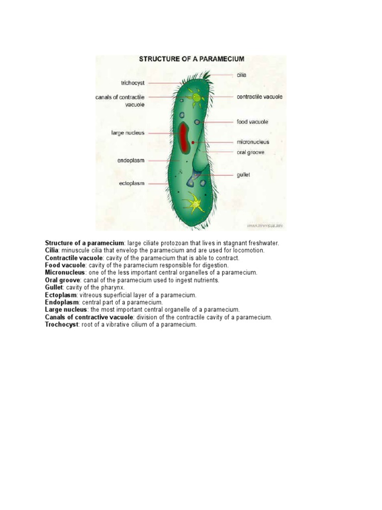 Structure of A Paramecium | PDF | Pupa | Insects