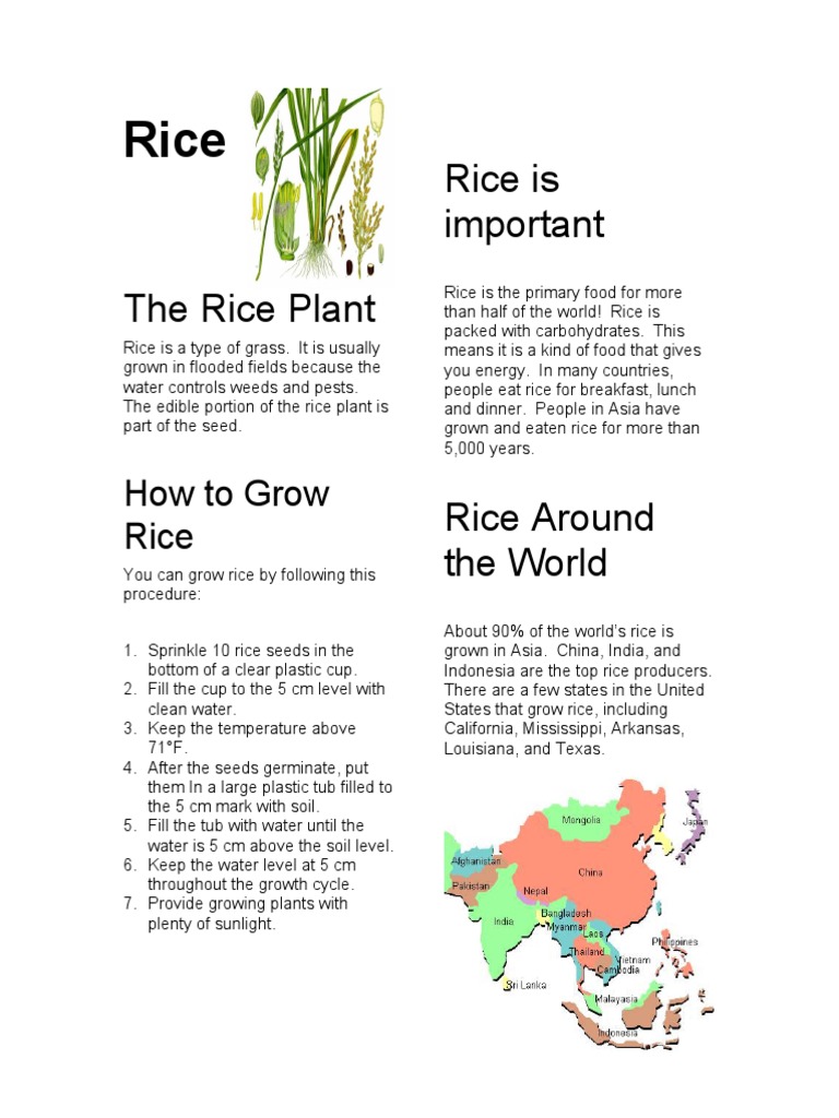 Rice Growing Guide for Beginners | PDF