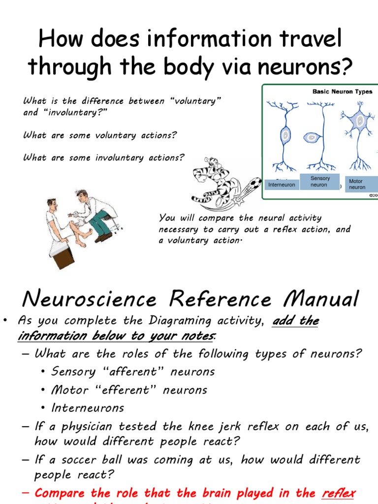 Reflex vs. Involuntary Actions Explained | PDF | Motor Neuron | Nervous ...