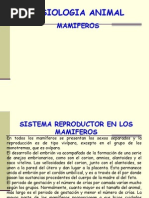 Clasificacion de Los Mamiferos | PDF | Mamíferos | Marsupiales