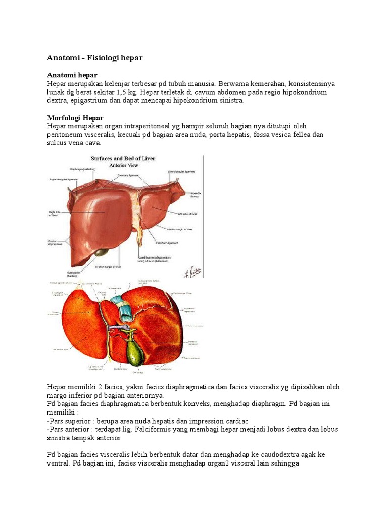 Anatomi Hepar | PDF