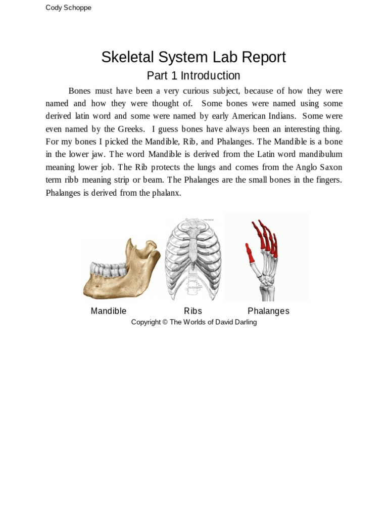 Skeletal System Lab Report | PDF | Bone | Skeletal System