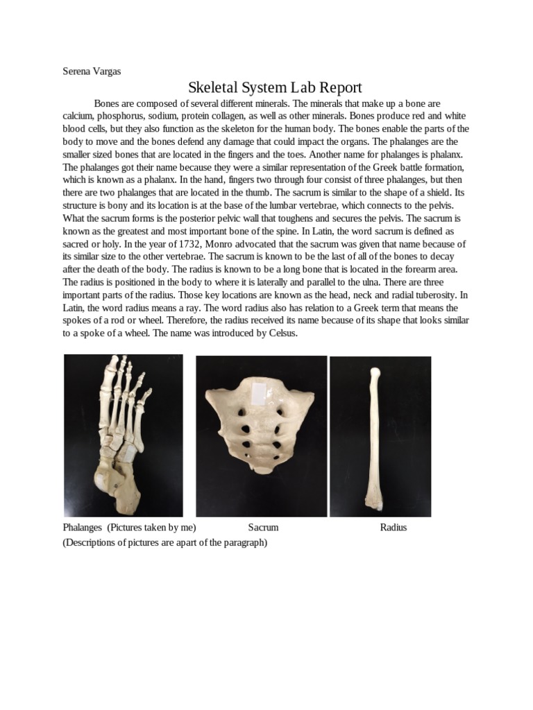 Skeletal System Lab Report | PDF | Bone | Skeleton