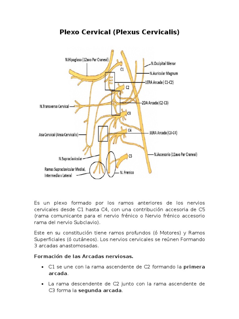 Plexo Cervical