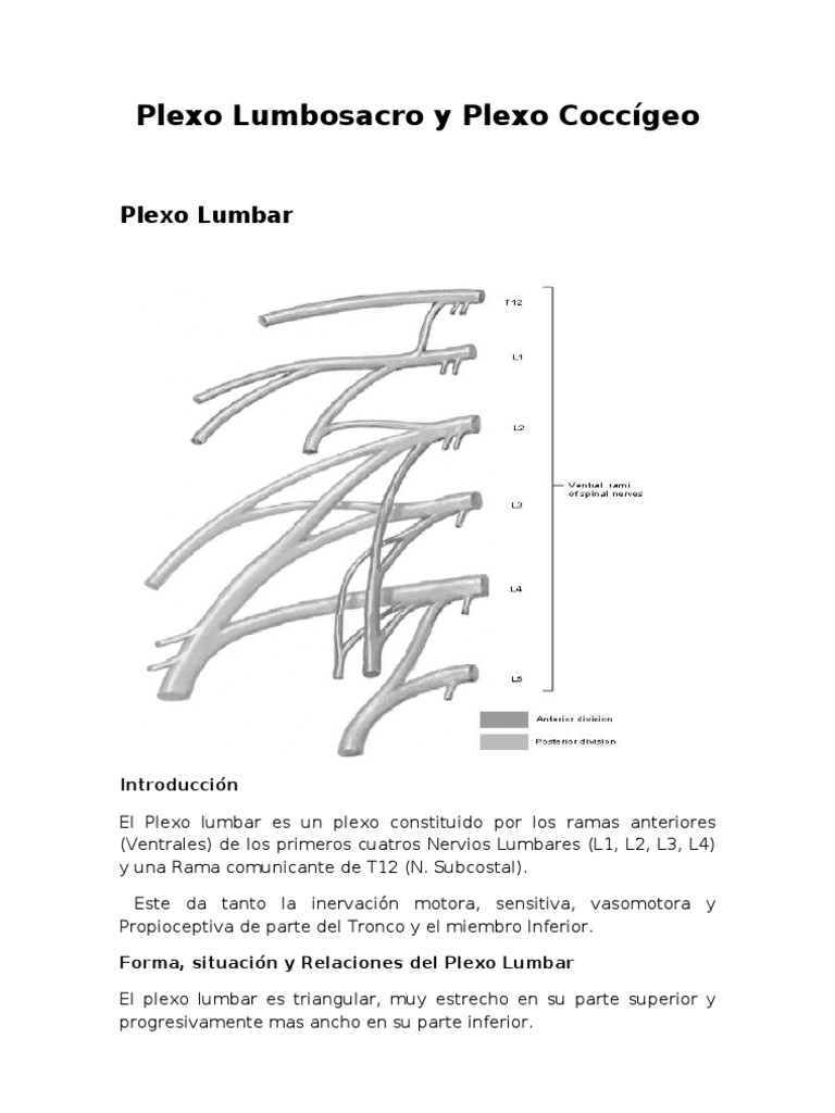 Plexo Lumbosacro y Plexo Coccigeo | Neuroanatomía | Tejido suave