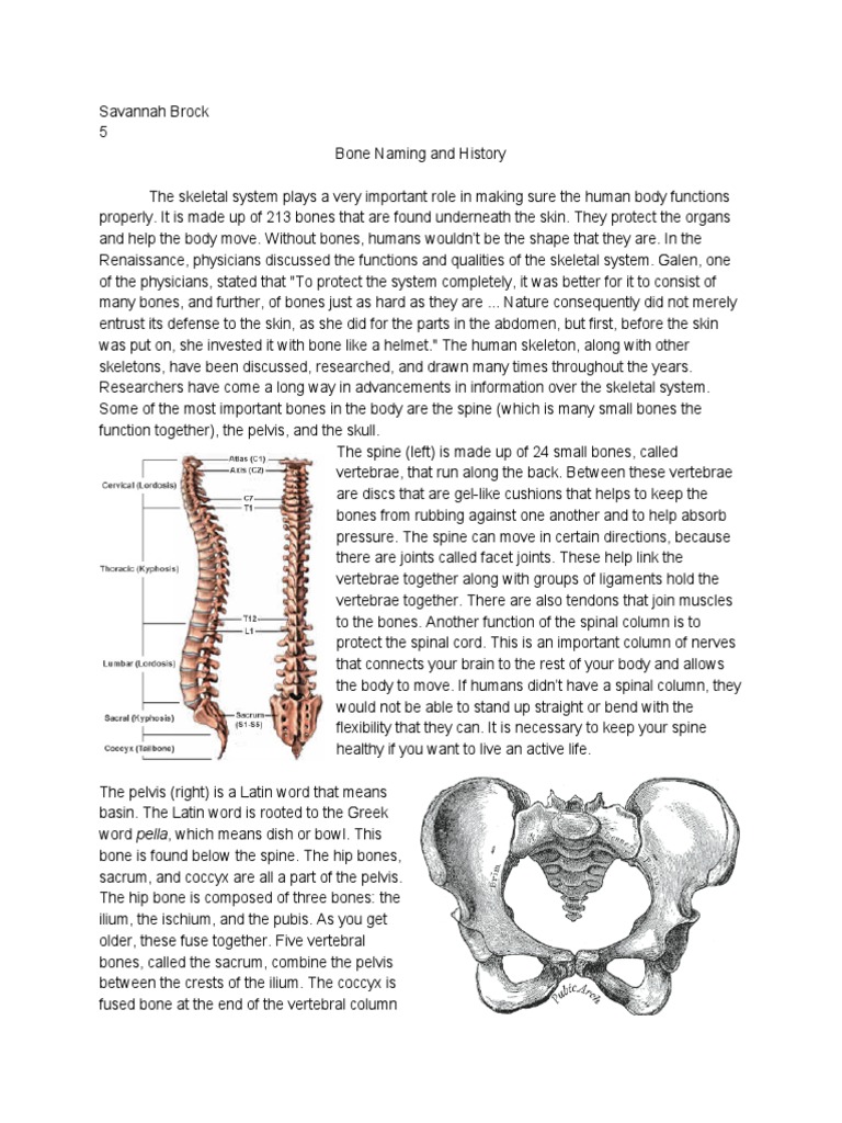 Skeletal System Lab Report | PDF | Skeleton | Bone