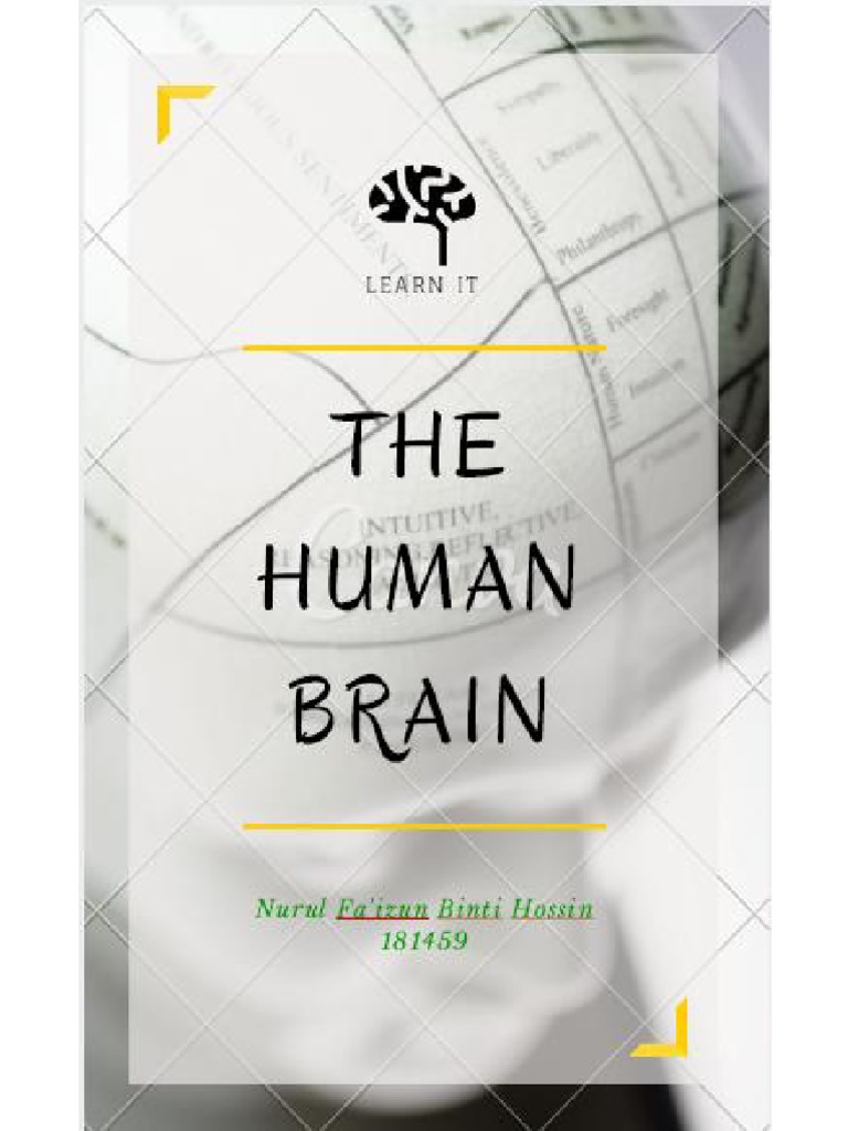 Human Brain | PDF | Human Brain | Cerebrum