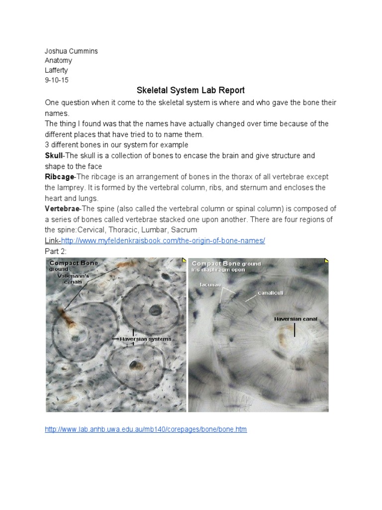 Skeletal System Lab Report: Skull Ribcage | PDF