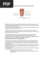 Struktur Dan Anatomi Lidah | PDF
