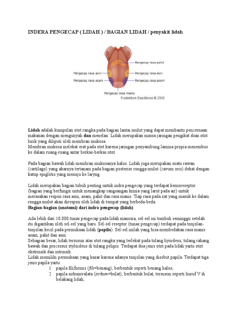 Indera Pengecap | PDF
