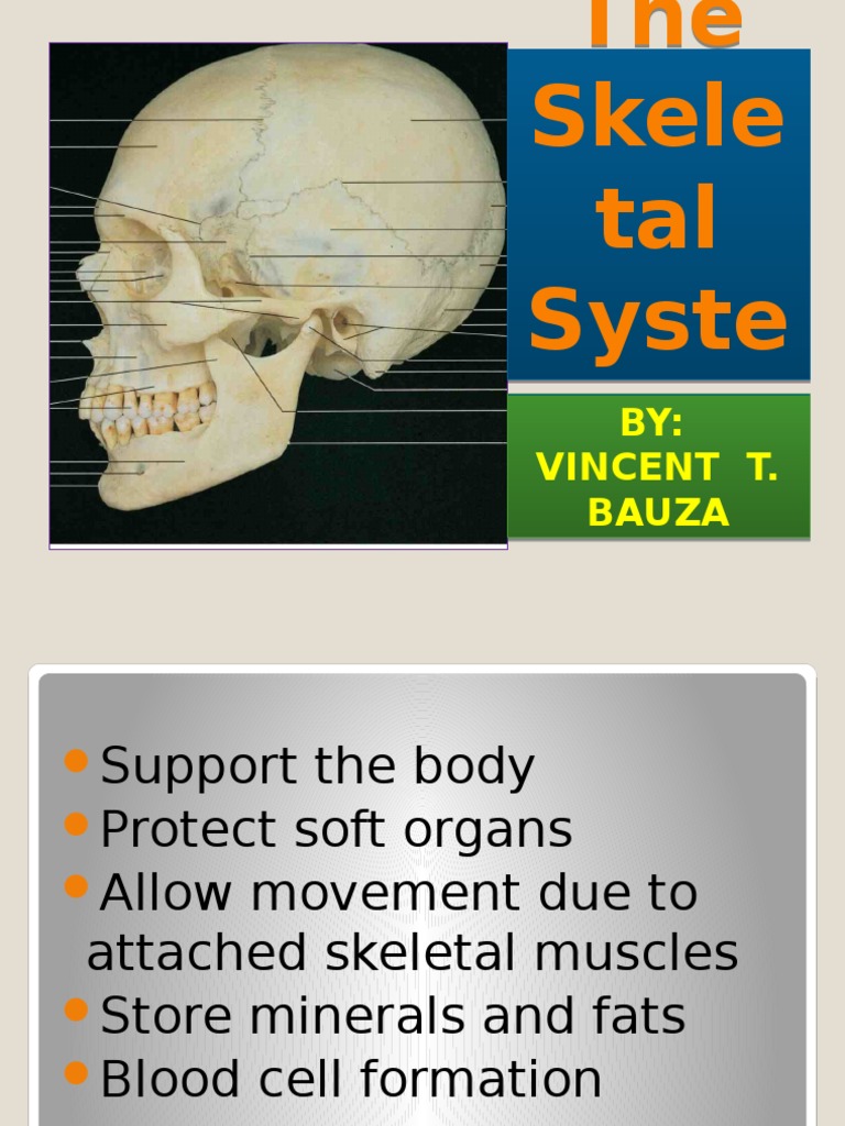 Skeletal System | PDF | Skeleton | Bone