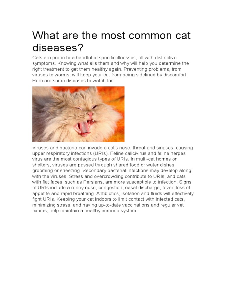 What Are The Most Common Cat Diseases | PDF | Cats | Urine