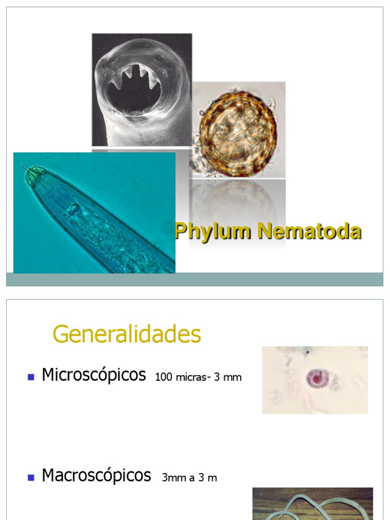 Clase 4 Nemátodos.pdf | PDF