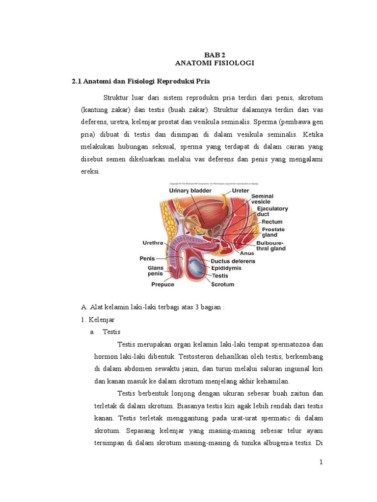 Kanker Testis Dan Kanker Penis | PDF