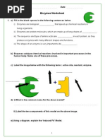 ANSWER KEY Enzyme Worksheet | PDF | Enzyme | Active Site