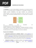 Biosíntesis de Fosfolípidos y Esfingolípidos | PDF | Biosíntesis | Lípido