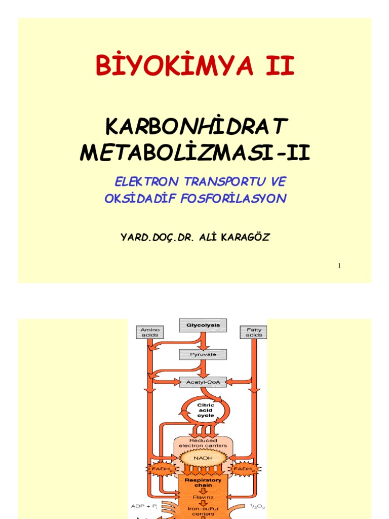 2008 2009+Biyokimya+II+Karbonhidrat+Met+2 | PDF