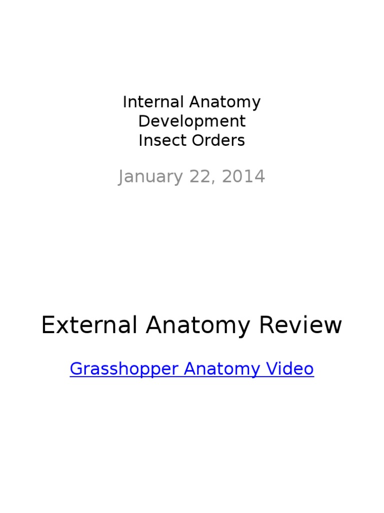 Lecture 3 Internal Anatomy Development Orders2 | PDF | Fly | Insects
