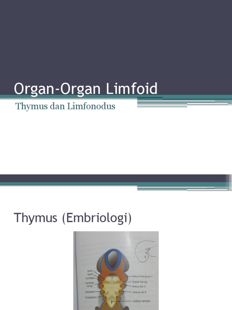 Organ Organ Limfoid | PDF