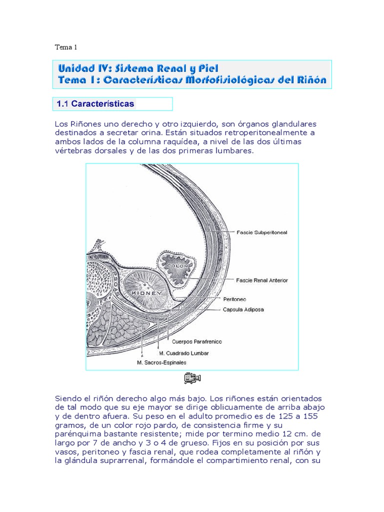 Guia Unidad 4 Morfo | PDF | Riñón | Vejiga urinaria