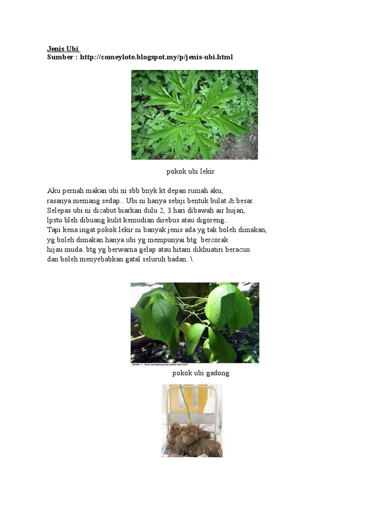 Jenis Ubi | PDF