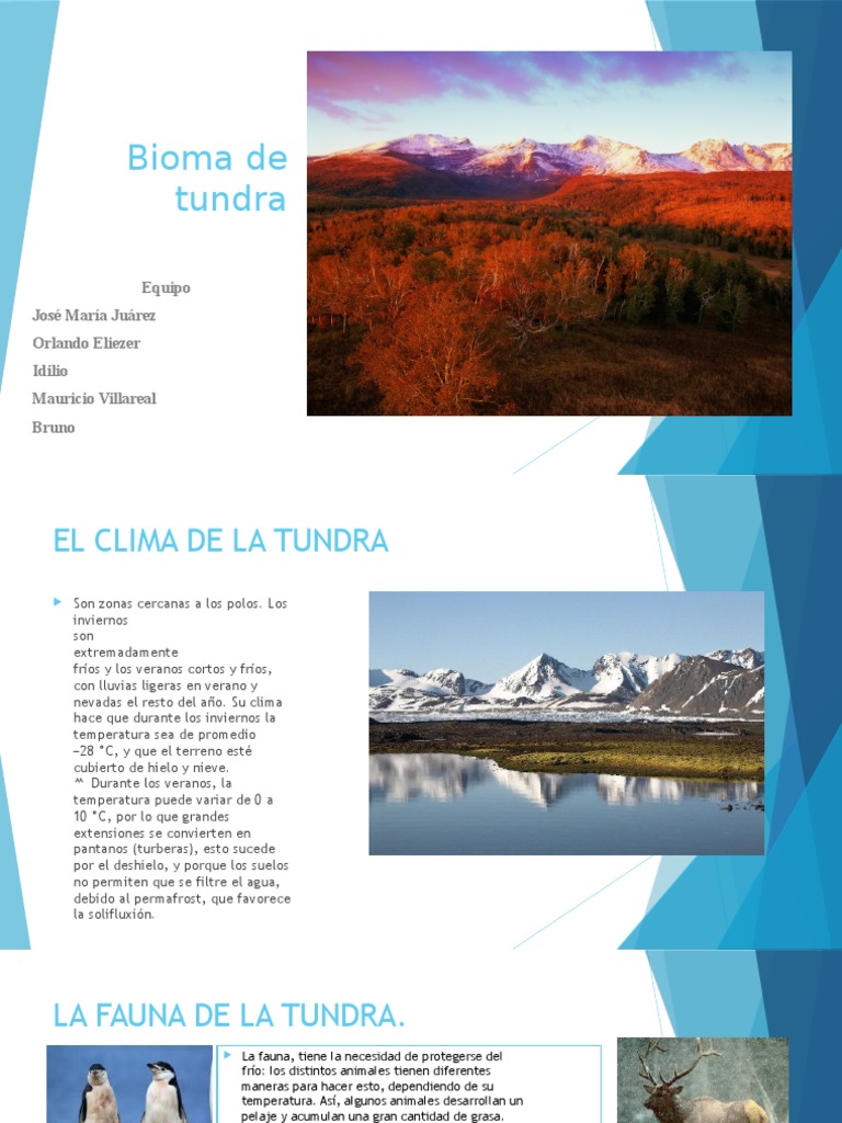 Hoja De Trabajo Sobre La Tundra Tundra | PDF | Ciencias De La Tierra