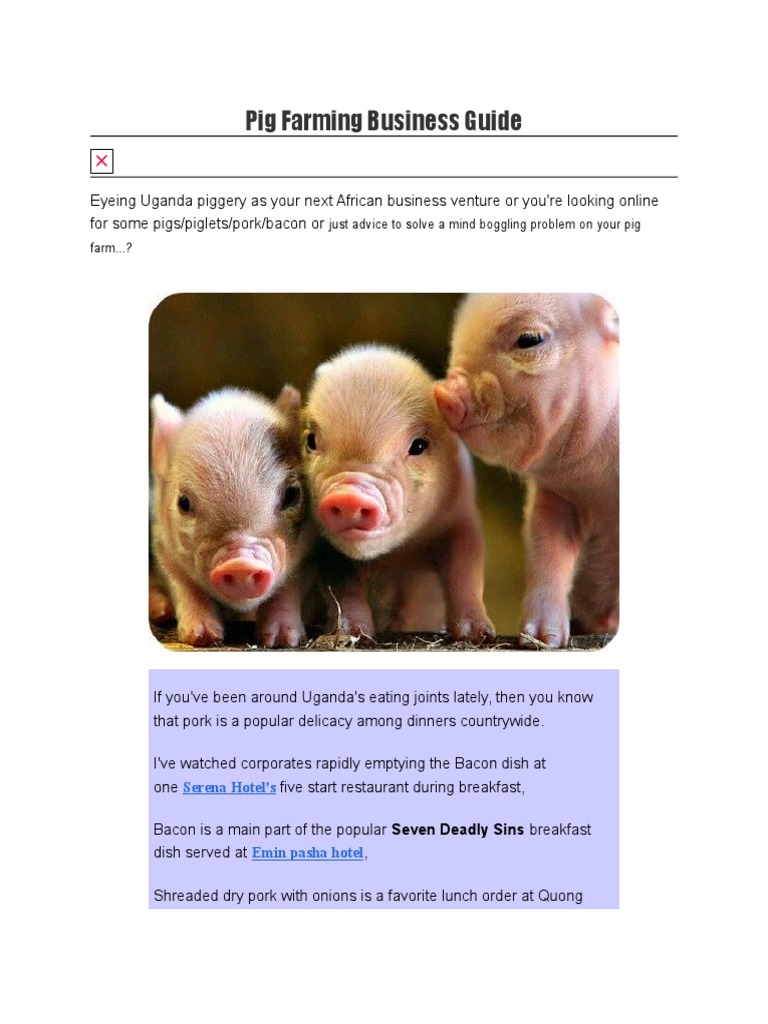 Uganda Pig Farming Business Guide | PDF | Domestic Pig | Pig