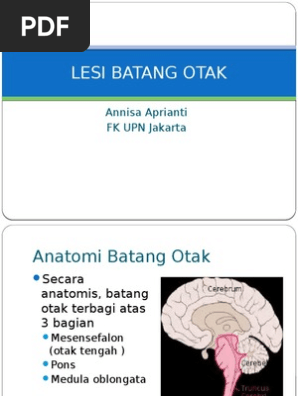 Anatomibatangotak
