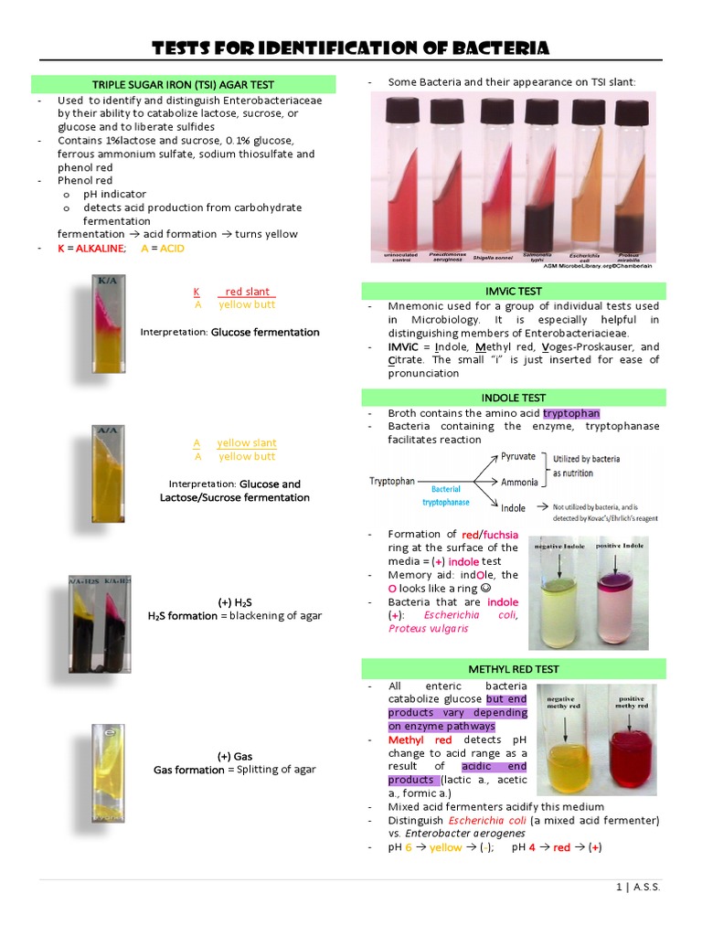 TSI and IMViC Tests for Bacterial ID | PDF | Microbiology | Chemistry