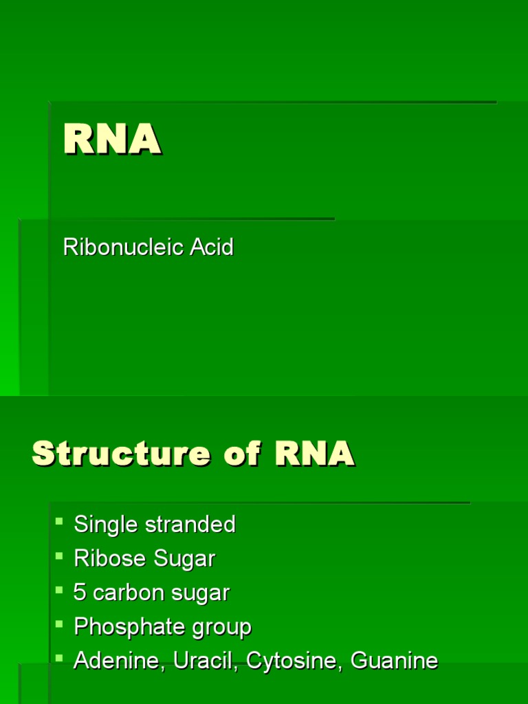RNA PowerPoint | PDF | Rna | Messenger Rna