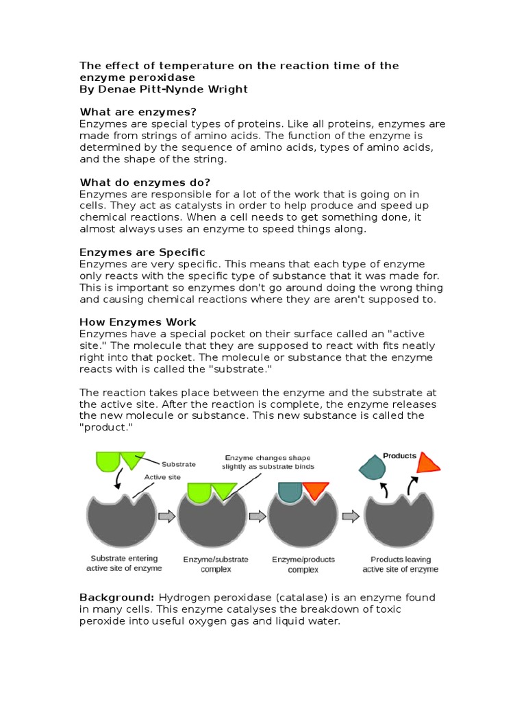The Effect of Temperature On The Reaction Time of The Enzyme Peroxidase ...