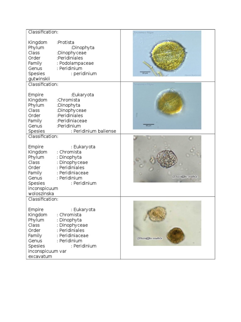 Classification of Plankton | PDF | Algae | Organisms