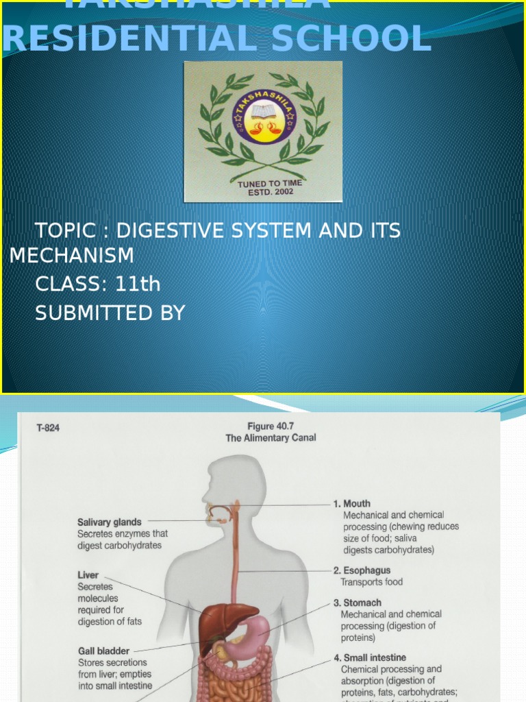 Digestive System Mechanism Explained | PDF | Human Digestive System ...