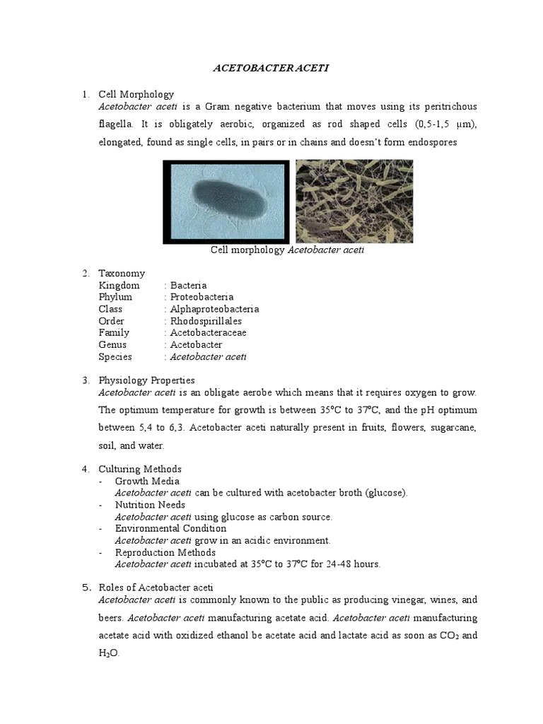 Acetobacter Aceti | PDF