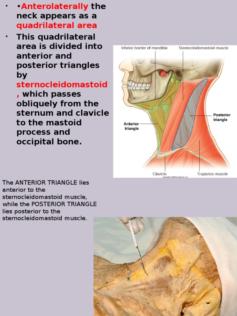 Triangles of The Neck | PDF | Common Carotid Artery | Neck