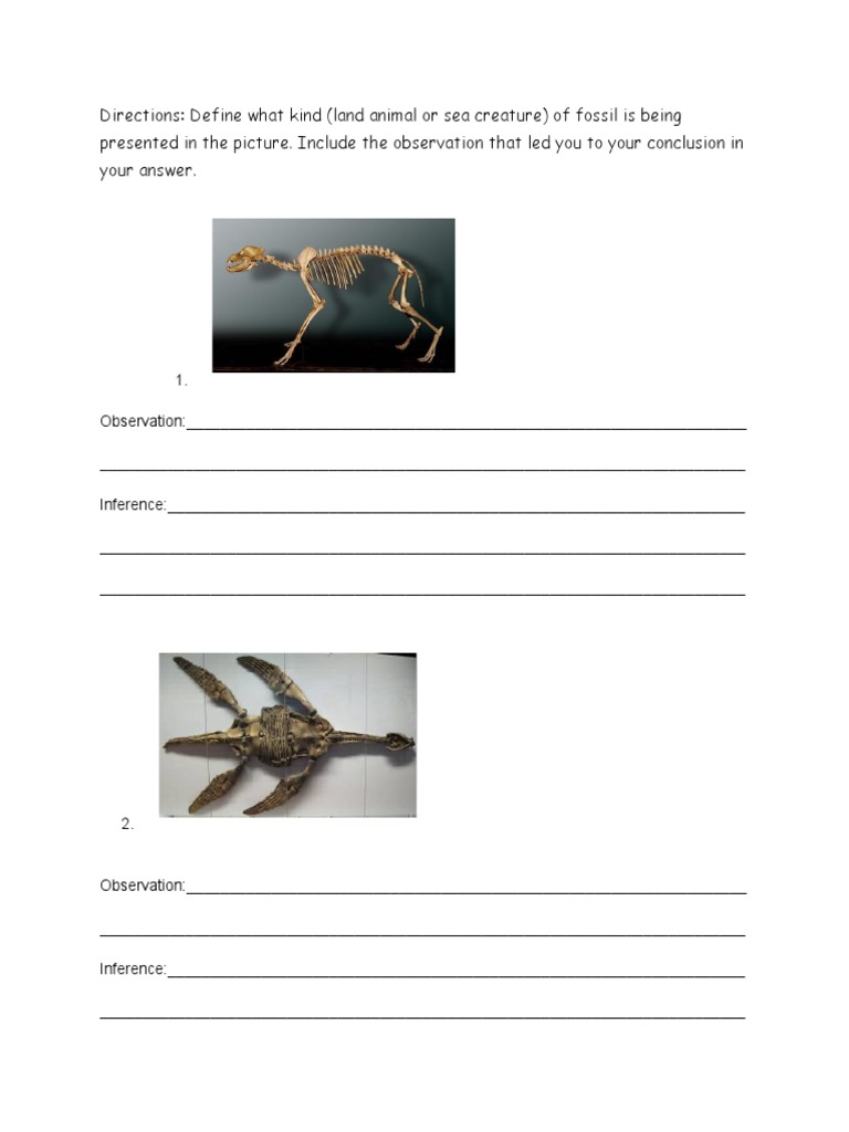 Fossil Identification Guide | PDF | Nature