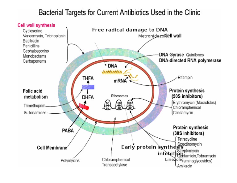 DNA Damage from Free Radicals | PDF