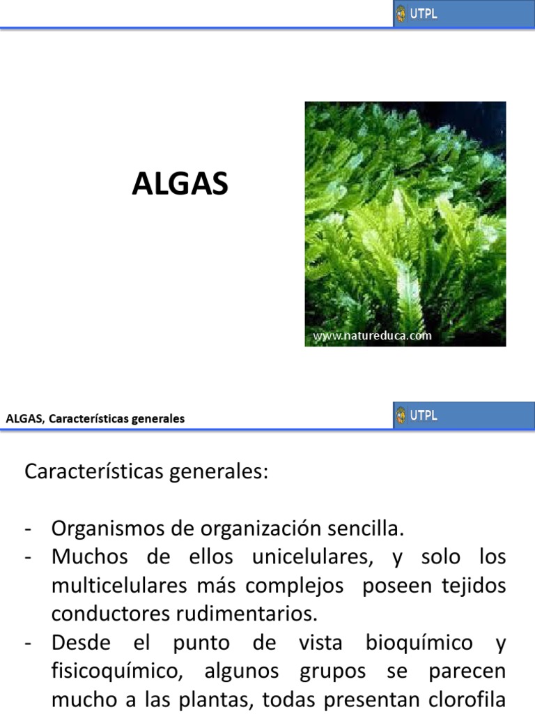 Algas Presentacion PDF PDF | PDF | Algas | Plantas