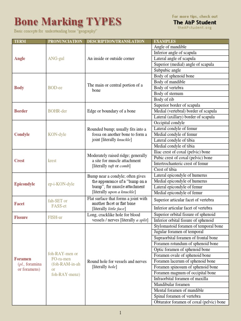 Bone Marking Table Kpatton | PDF | Anatomical Terms Of Location | Vertebra
