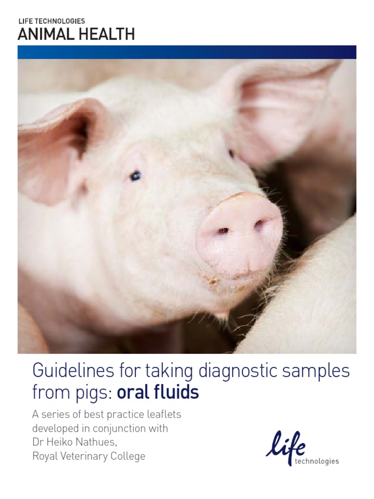 Guidelines For Taking Diagnostic Samples From Pigs: Oral Fluids | PDF ...