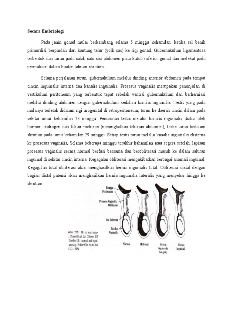 Secara Embriologi | PDF | Kesehatan Holistik